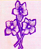 marcelino champagnat: LAS TRES VIOLETAS